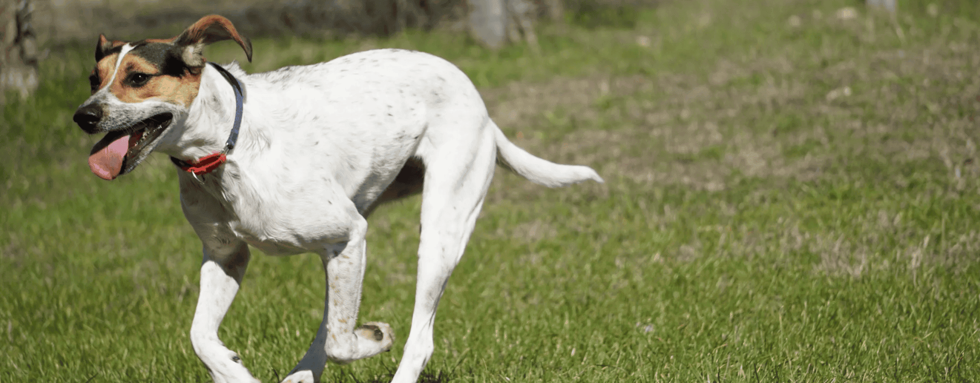 Method Dog Training - for the love of dogs | Austin, TX